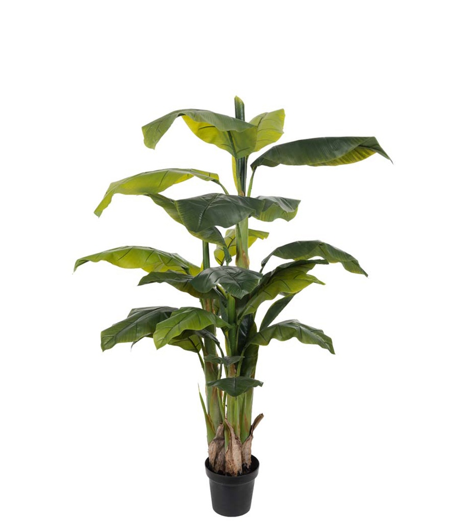Banaanipuu 150 cm | Cobello